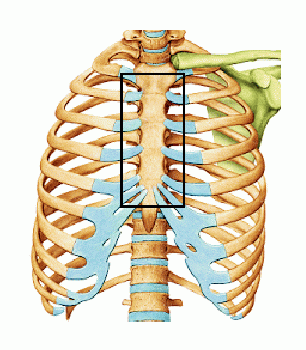 El Cuerpo Humano: El esternón