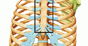 El Cuerpo Humano: El esternón