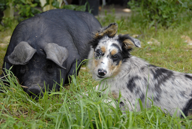 ACOUCOULA: Chicuei et Mila, la chienne et la cochonne inséparables ...