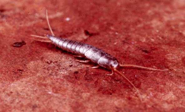 The Silverfish Bug