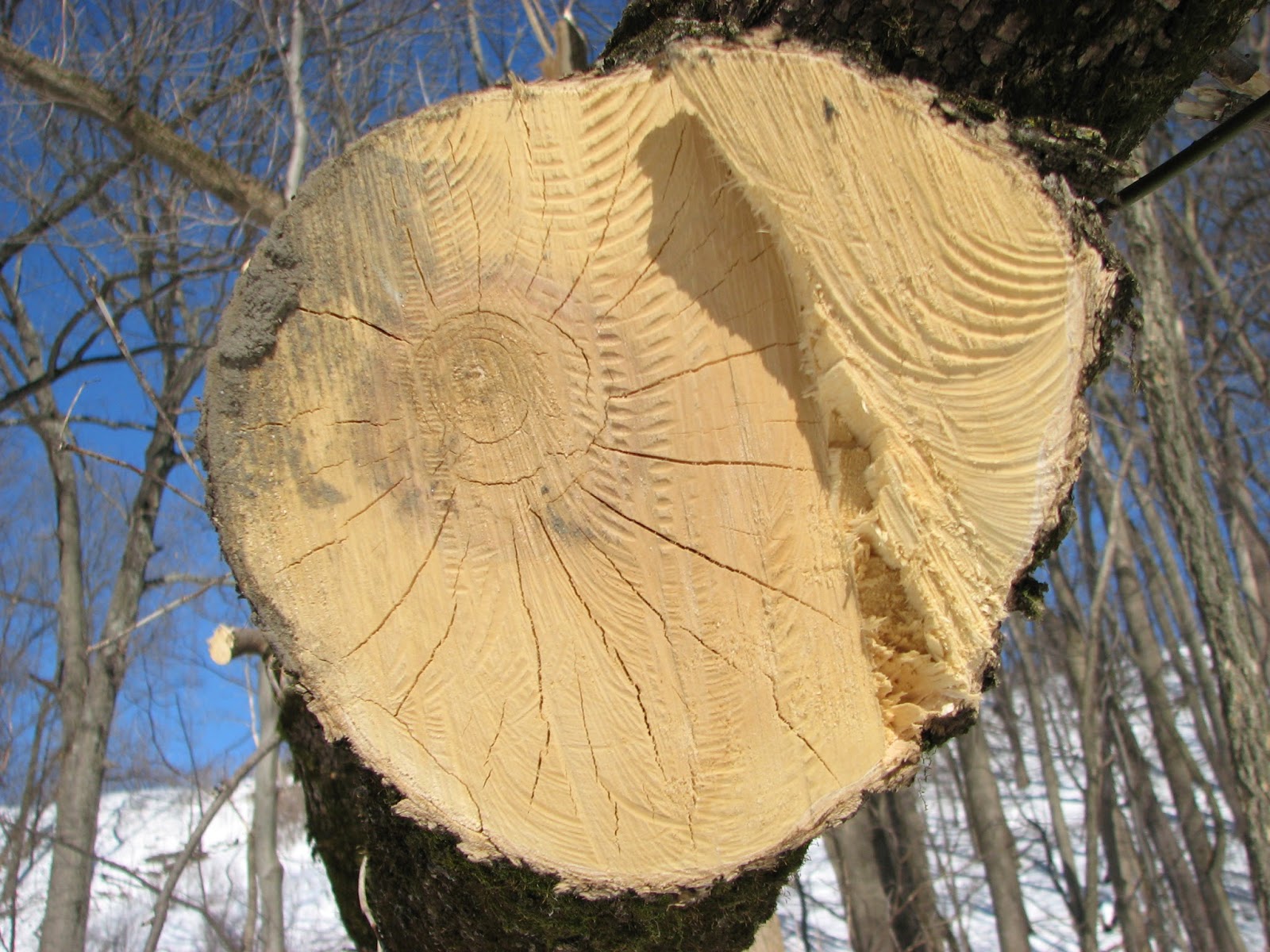 Woodside Natural Area, nature trails-WVPD. (Photos). In search of the ...