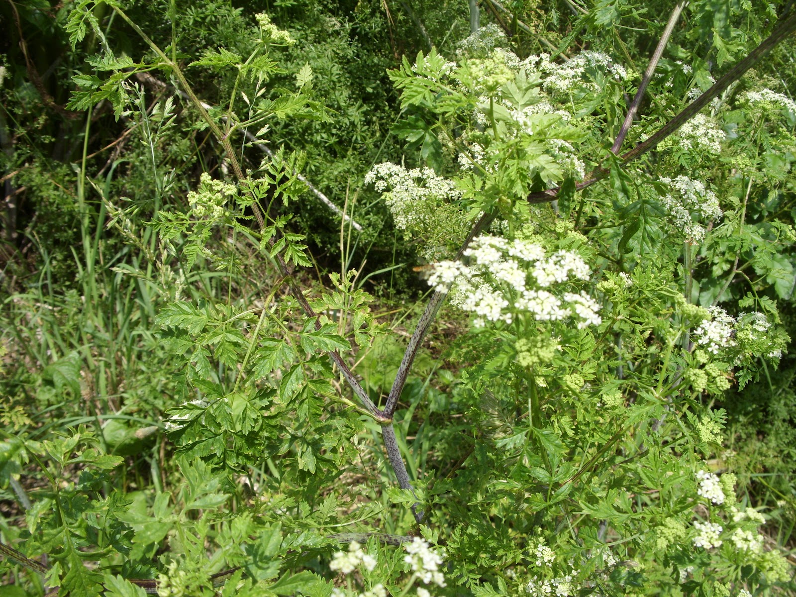 Franklin County (PA) Gardeners: Weeds Part 1 - Poison Hemlock