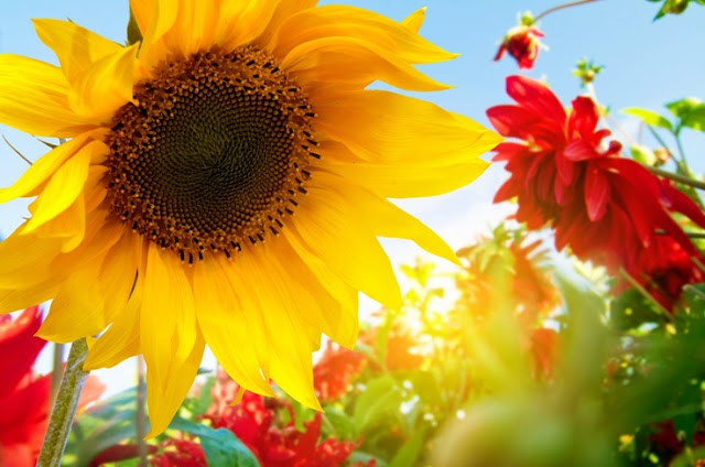 Autumn beautiful sunflowers wallpapers