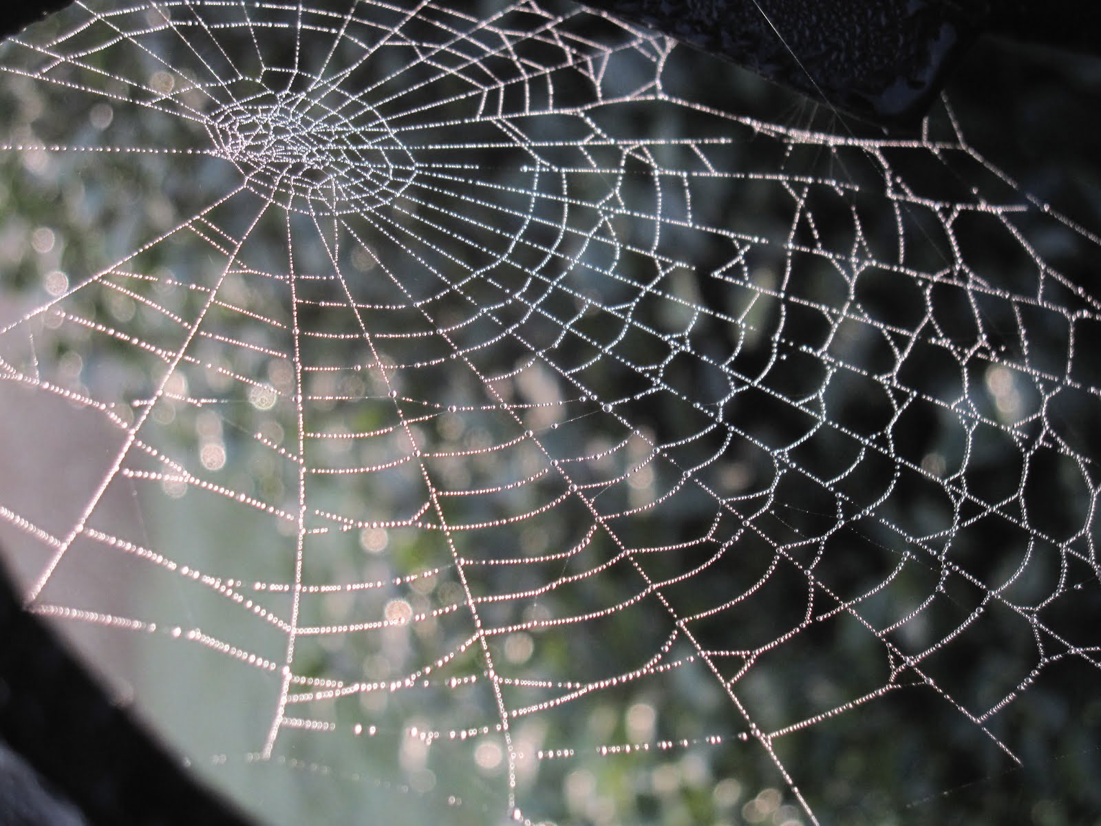 Un dermatólogo en el museo : Arañas (I): El mito de Aracne