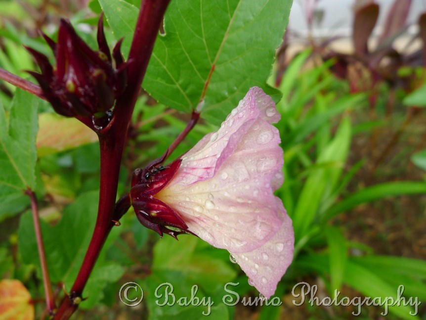 Baby Sumo Photography: Roselle flower with raindrops - KL, Malaysia