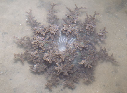 wild shores of singapore: Fire anemone at Seringat-Kias