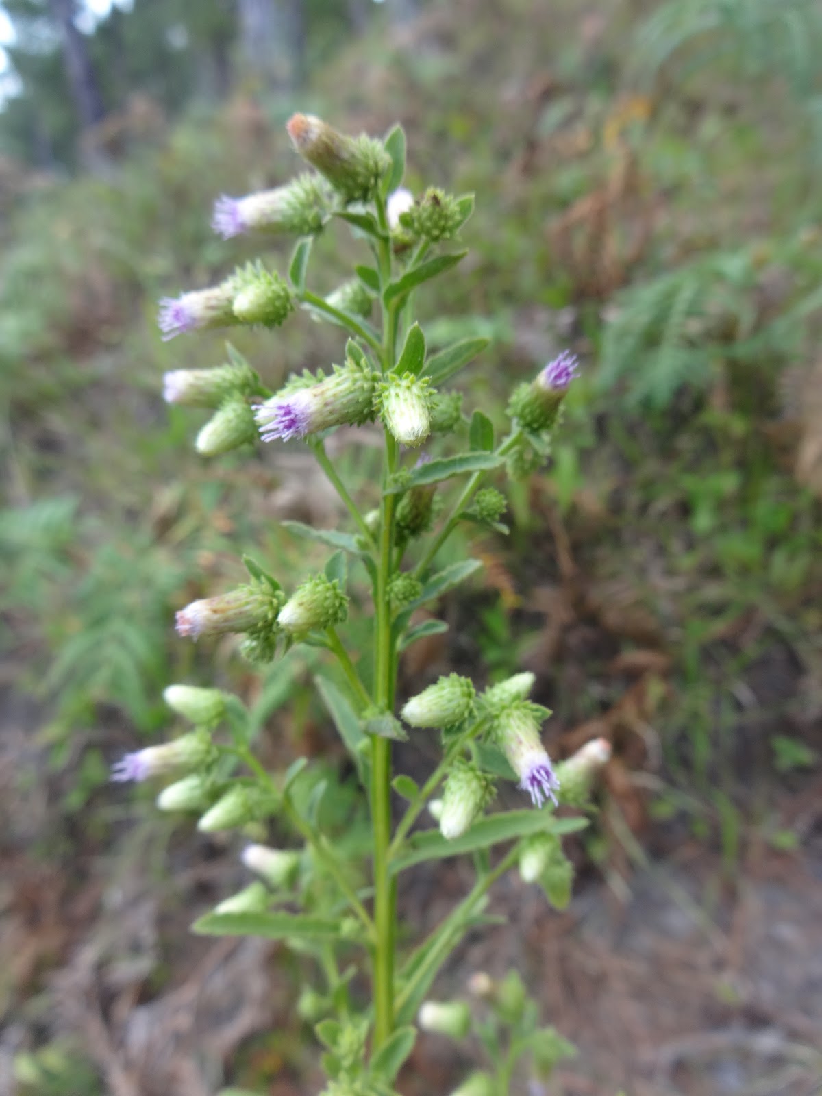 Herbs from Distant Lands: Laggera alata - Winged-Stem Laggera, Liu Leng ...