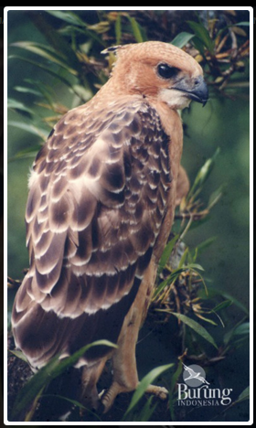 Inilah Elang Jawa, Rupa Asli Garuda Indonesia - Tentang Info