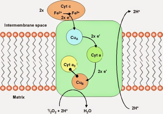 Mundo da Bioquímica (blog sobre bioquímica): Respiração celular ...