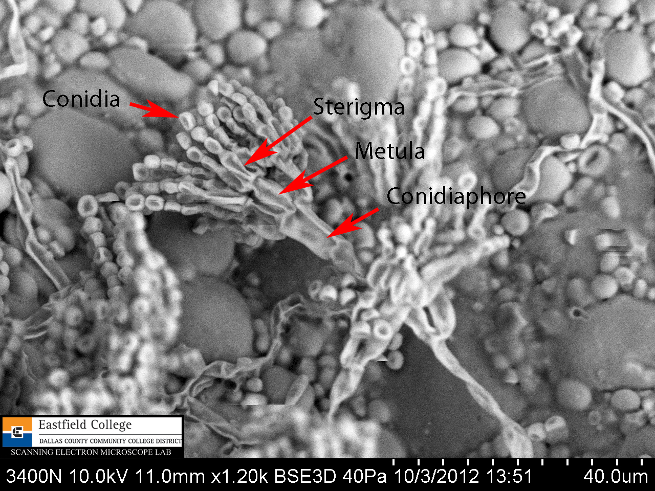 Scanning Electron Microscope Blog: Fungi - Images for Eastfield College ...