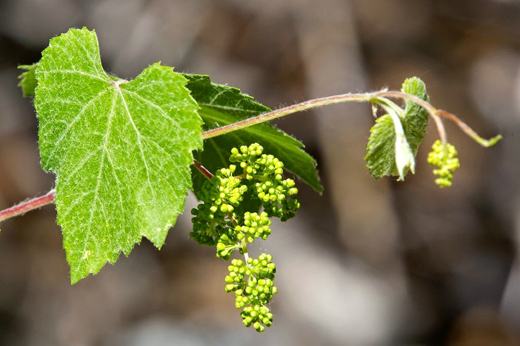 Your Daily Dose of Sabino Canyon: April 2014