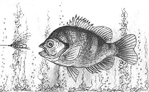 Fly Fishing with Doug Stewart: The Unheralded Bluegill