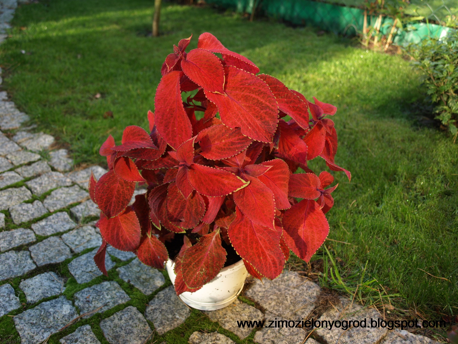 Zimozielony ogród: Koleus - pokrzywka brazylijska