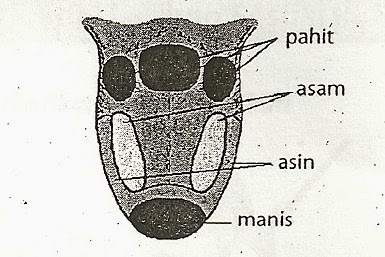 Blog Gado-Gado: Alat Indra Manusia(Lidah,Hidung,dan Kulit)