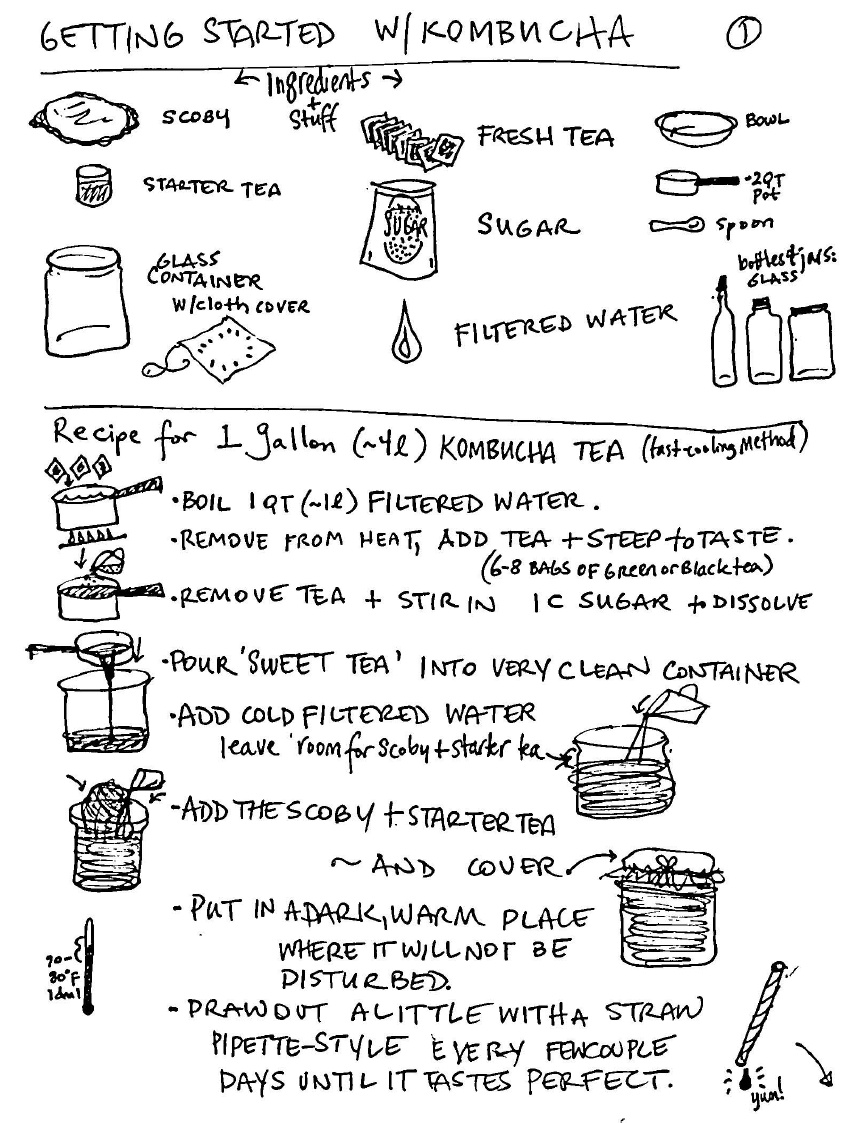 Winged Snail: Kombucha: Illustrations