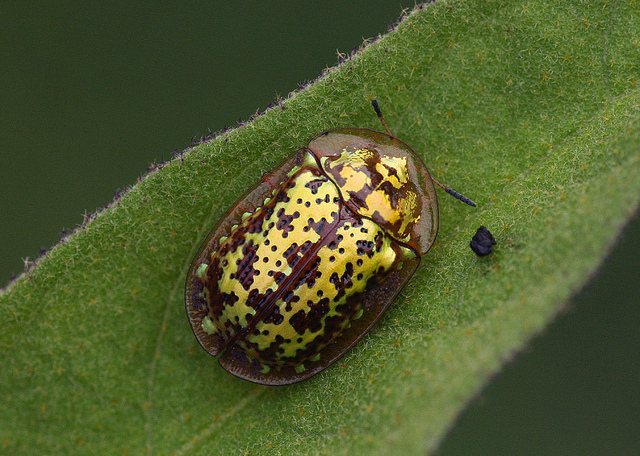 The Tortoise Beetle - Amazing Metallic Arthropods | The Ark In Space