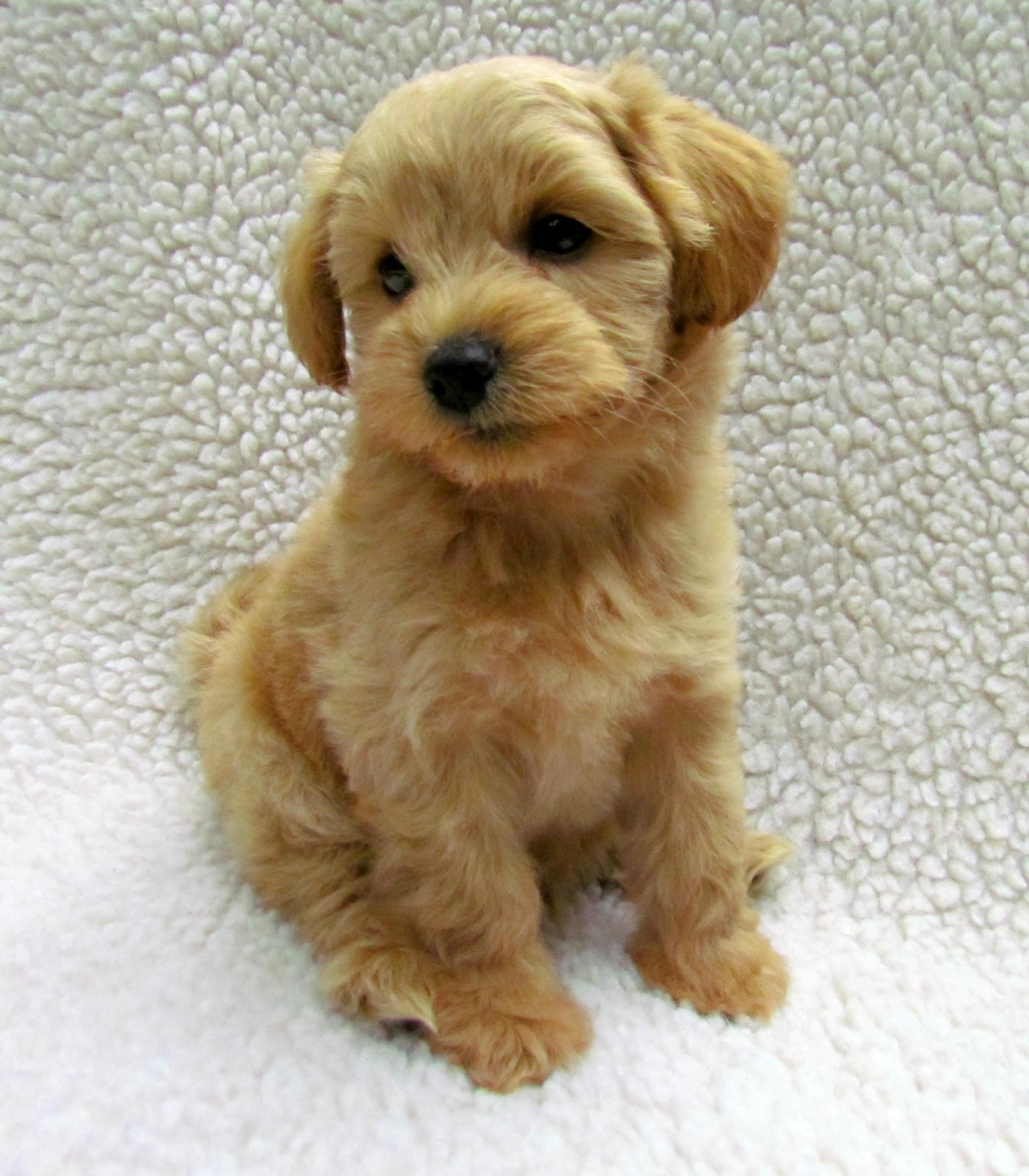 Growing Puppies - Virginia Schnoodle Breeder --Hypoallergenic Dogs ...