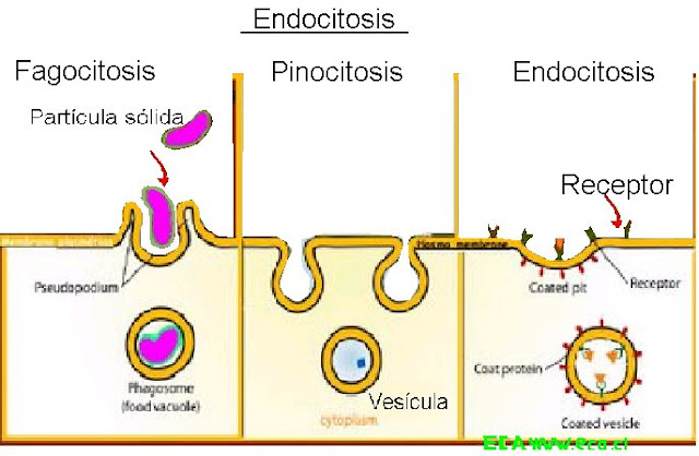 Guillermo Grass : TRANSPORTE A TRAVÉS DE LA MEMBRANA PLASMÁTICA