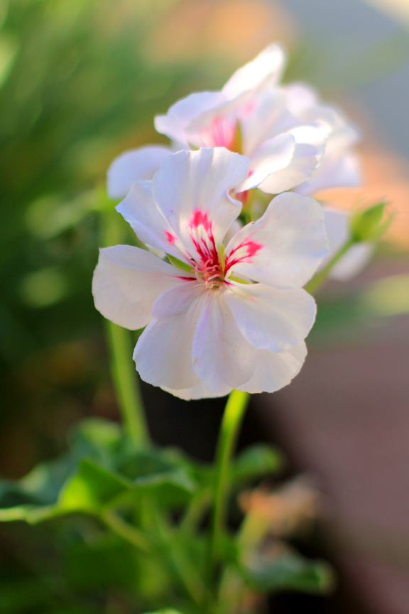 Mademoiselle Mermaid: Friday Flower Pick : Geraniums Galore