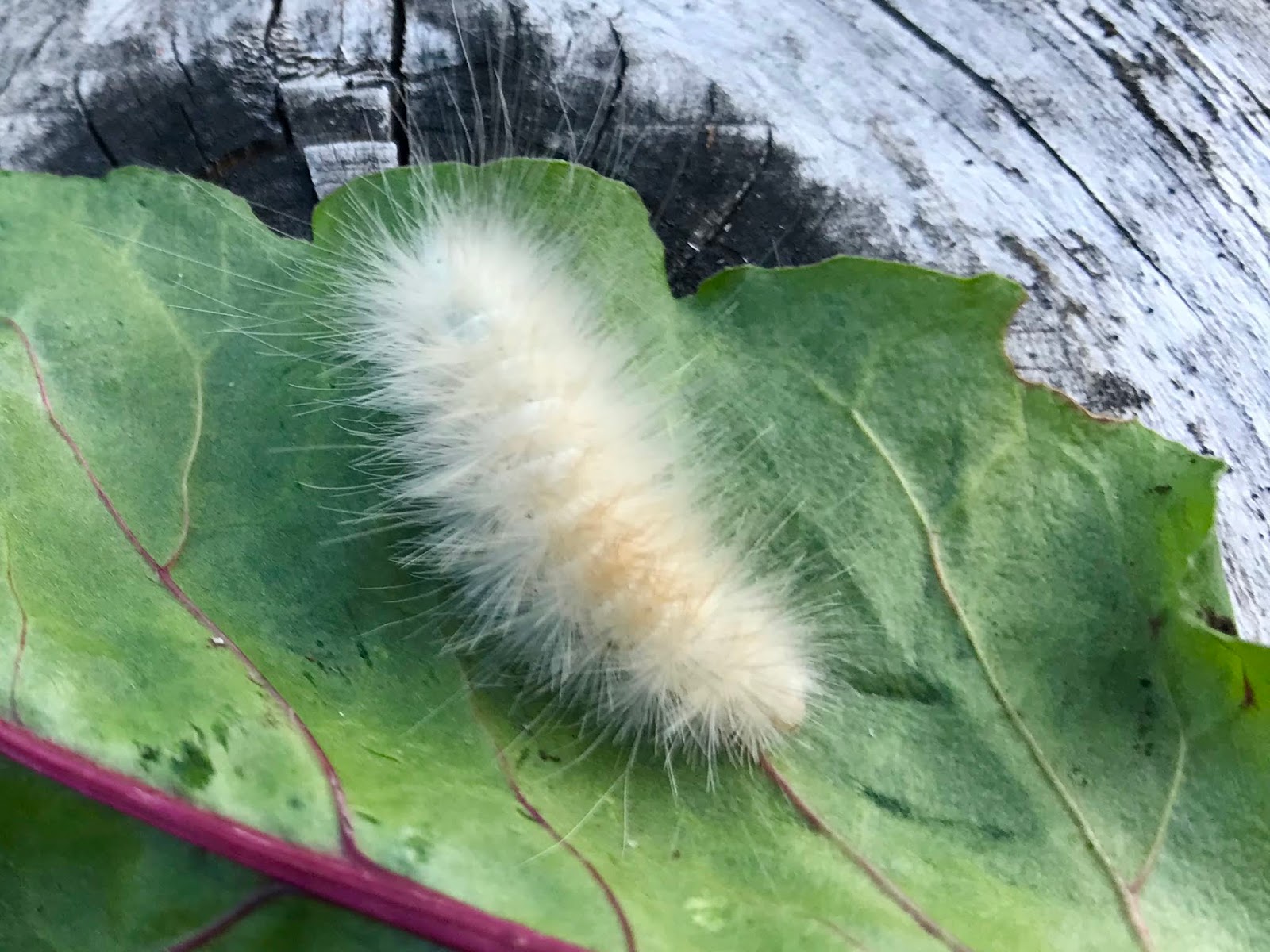 White Fuzzy Caterpillars