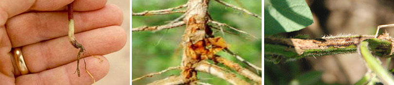 Diseases of Cotton and Control measures