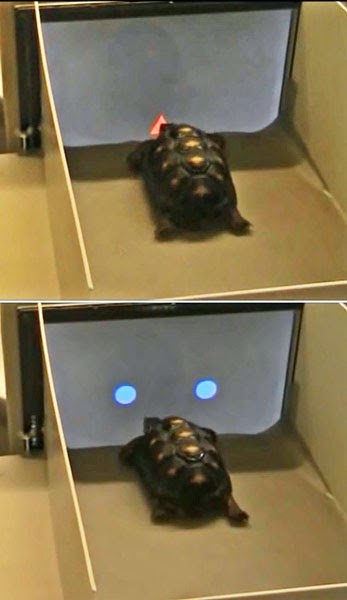 Retired--Now What?: Tortoise Smarts