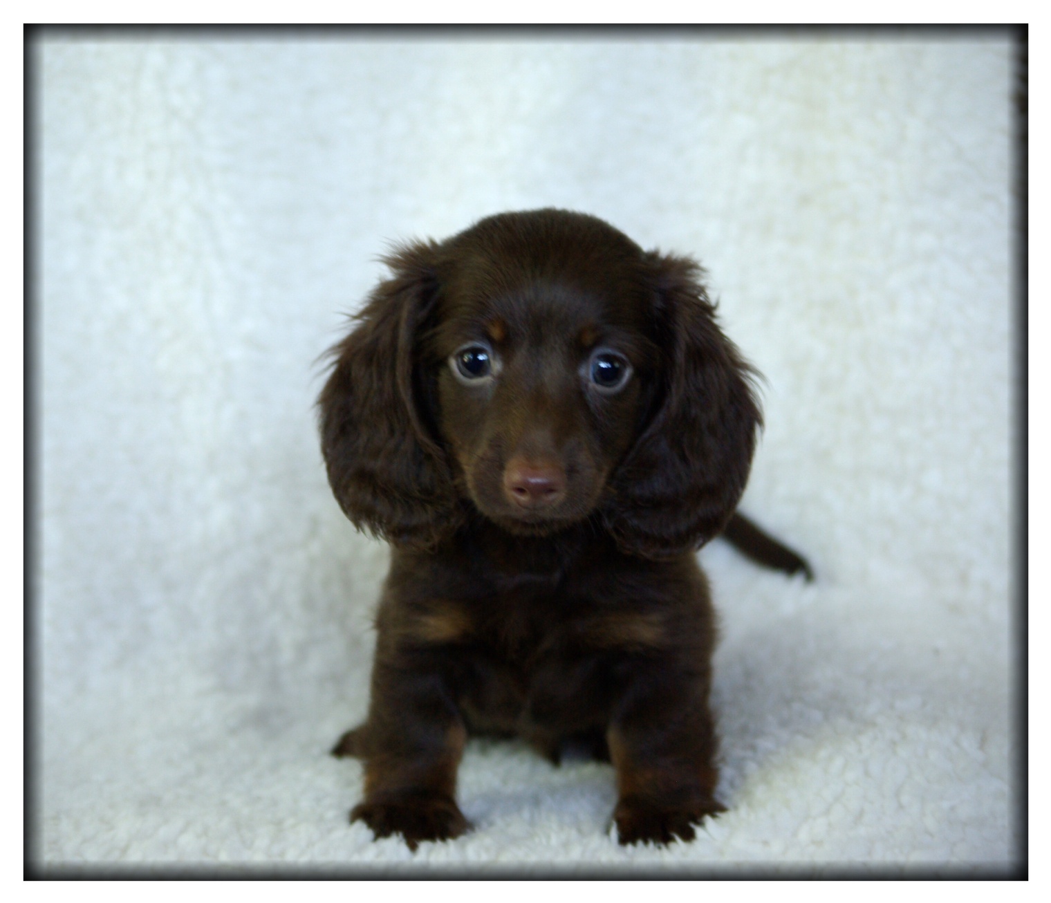 chocolate mini dachshund | Mini dachshund, Puppy love, Puppies