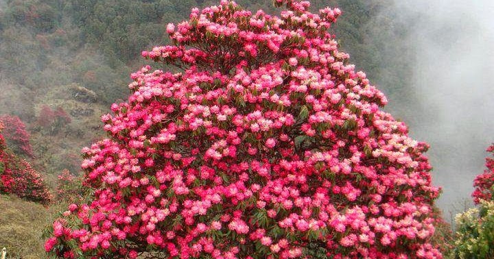 Natural Wonders of Nepal !: National Flower of Nepal (Laliguras)