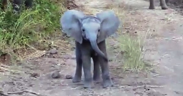 White Wolf : Elephant Calf Tries To Be Ferocious, But Instead He Is ...