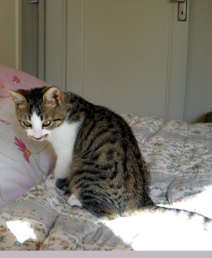 Reino Gato - Adoção e Rifinhas: Duda - ADOTADA