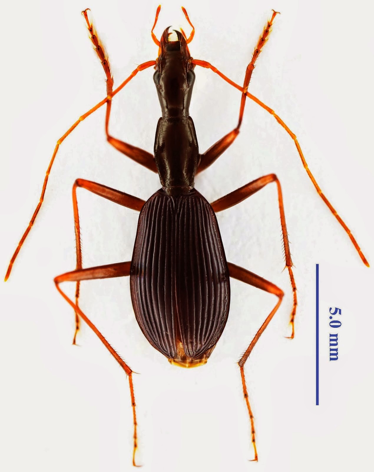 Sciency Thoughts: Six new species of Ground Beetles from South Vietnam.
