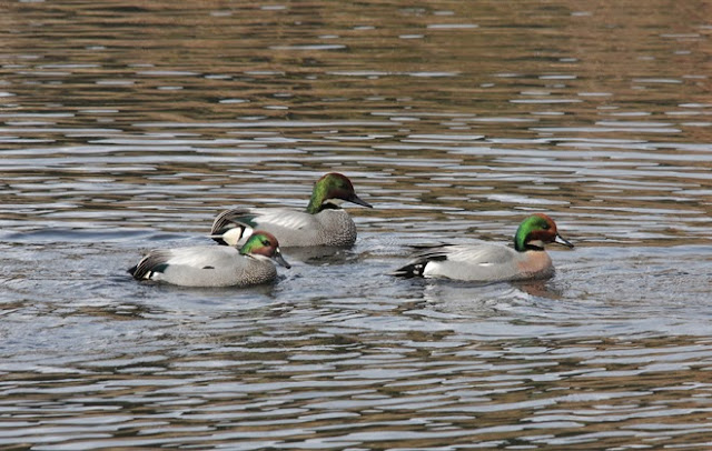 BIRDING - Kyoto, Kansai and Japan: dabbling ducks