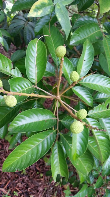 Warisan Petani: Buah Pulasan.