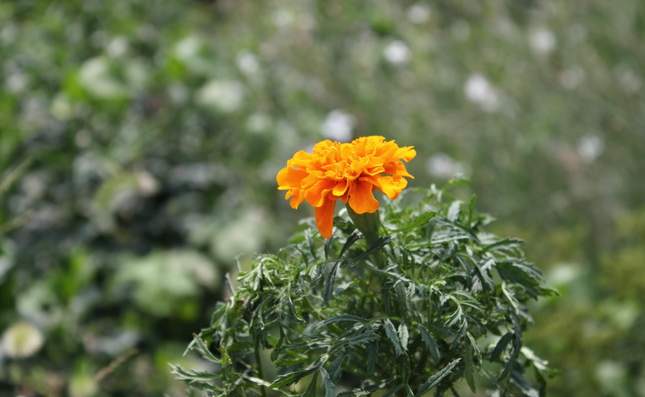 Marigold(Galgoto Flower's Photos Download