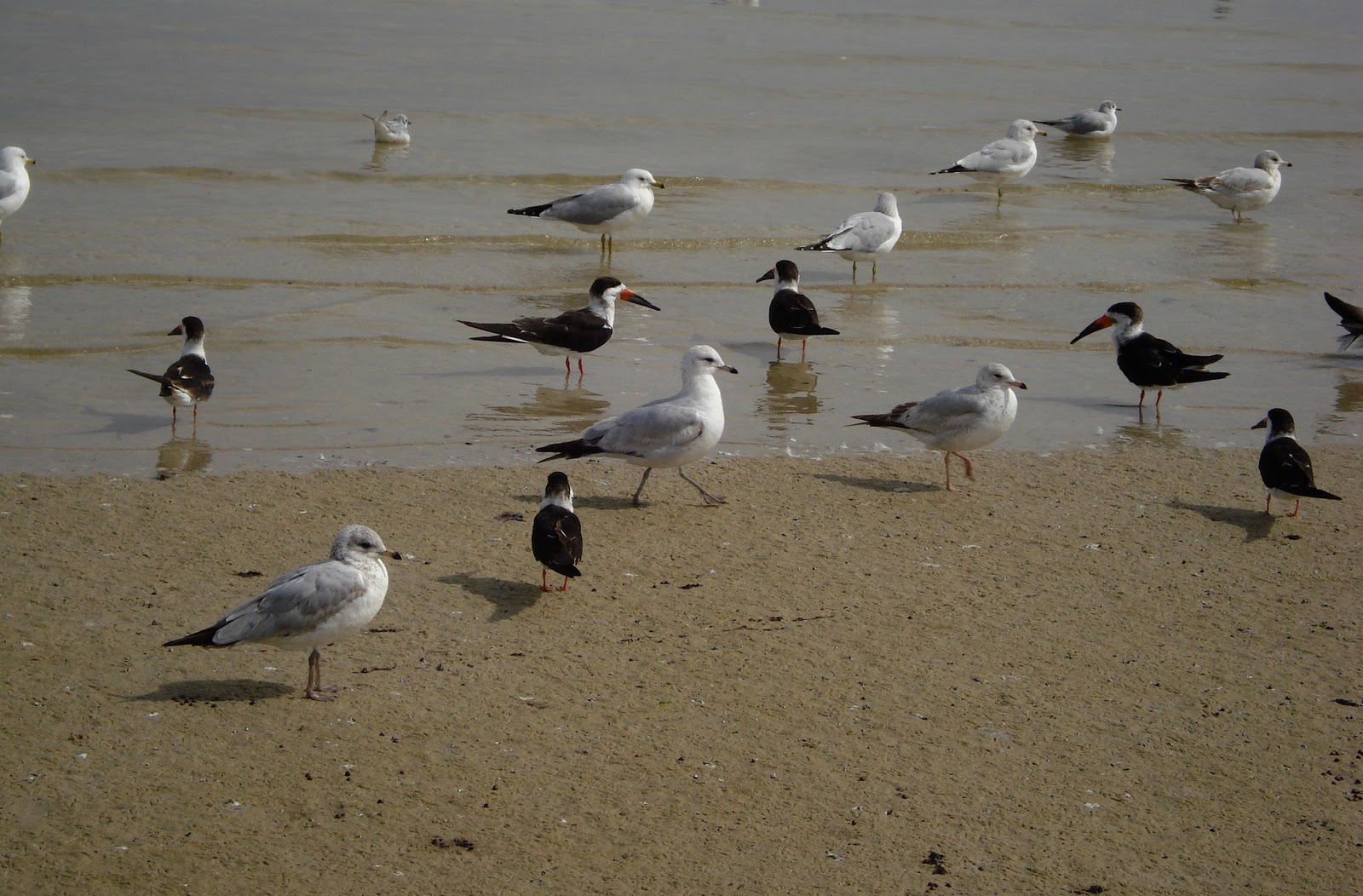 Field Biology in Southeastern Ohio: More Water Birds