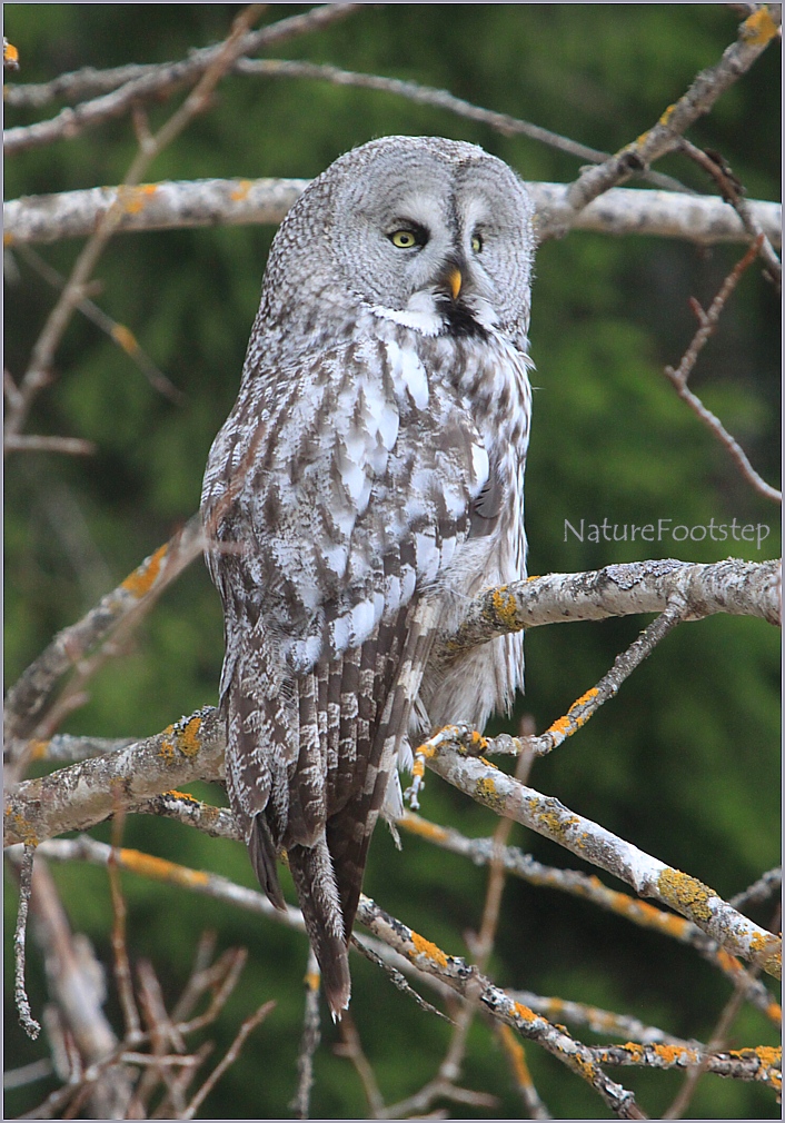 NF Birds blog: Lappuggla - Strix nebulosa - Great Grey Owl or Lapland Owl