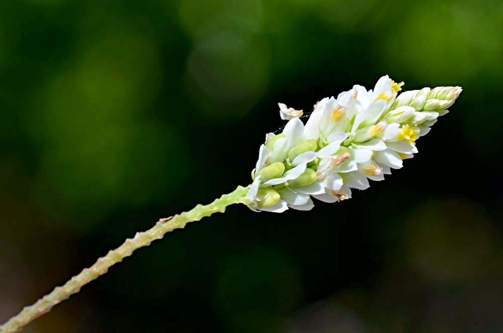 Space Coast Wildflowers: Malabar Scrub Sanctuary, April 26, 2013