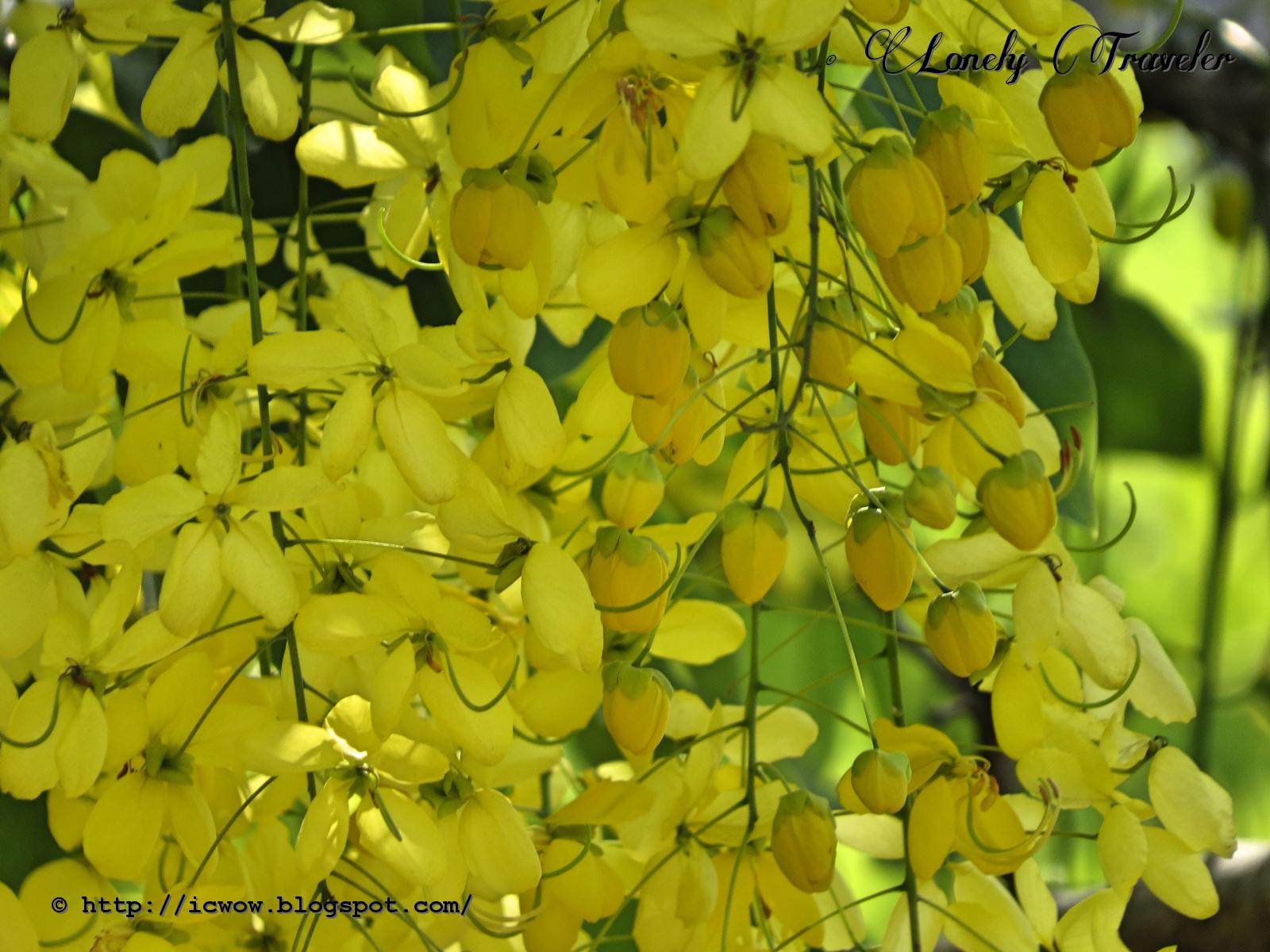 Golden shower - Cassia fistula
