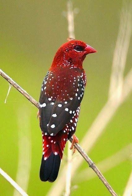 Red Avadavat
