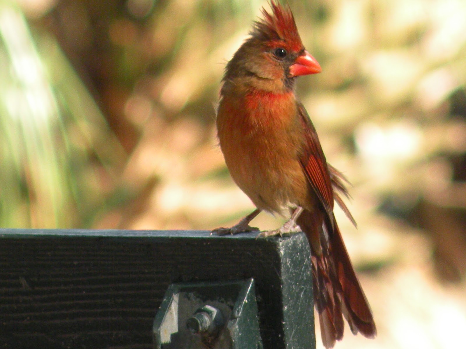 Animals and Landscapes of Florida: Northern Cardinal