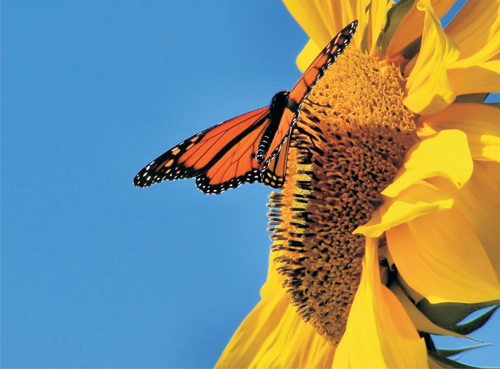 Floarea soarelui | BRICOLAJ - GRADINA - SFATURI si IDEI