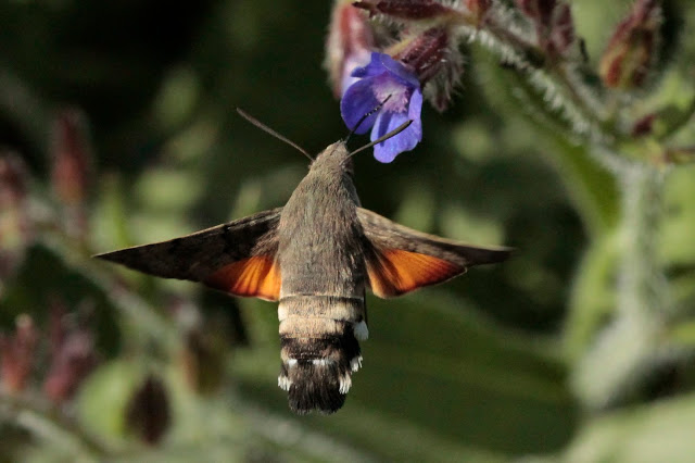 Los Ojuelos de Villarrubia de los Ojos: Una esfinge colibrí o colibel ...
