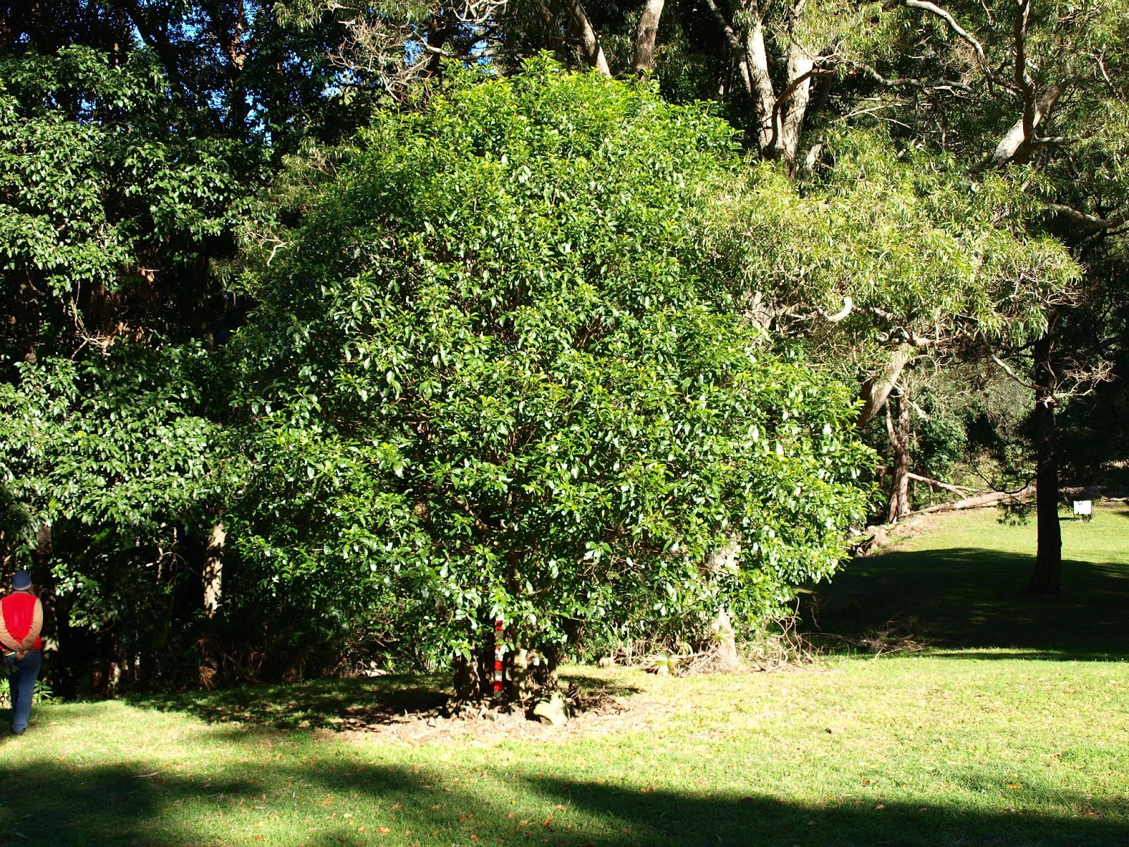 Try growing: Brittlewood (Claoxylon australe) | Growing Illawarra Natives