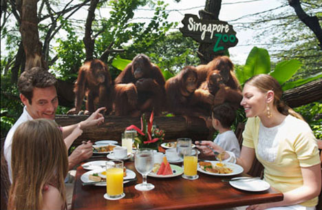 Singapore Zoo Breakfast with Orangutans ~ KIB Travel
