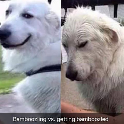 Bamboozled Again: 11 Pictures of Puppers Who Bamboozled Us Again