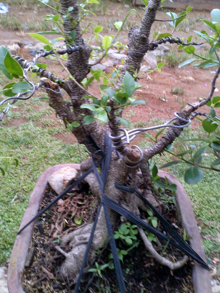 Blog Tempat berbagi hobi bonsai: Beringin Kimeng (Ficus Microcarpa)