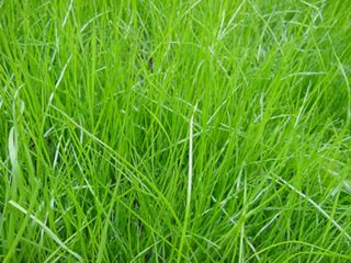 Gânduri răvășite...: Fir de iarbă