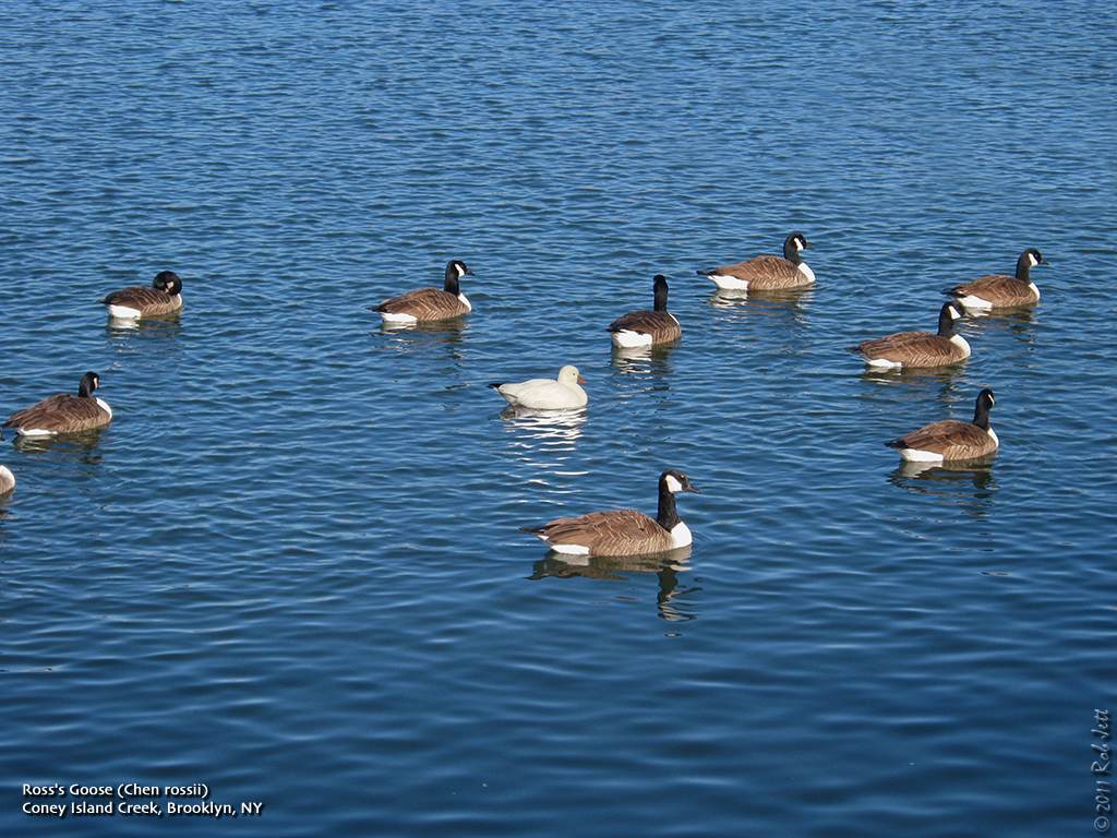 The City Birder: Coney Island Rare Birds
