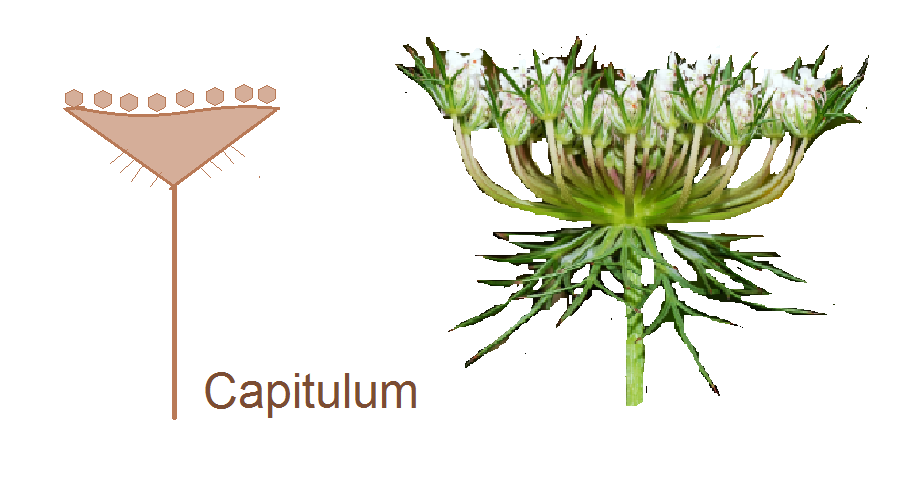 Capitulum Inflorescence