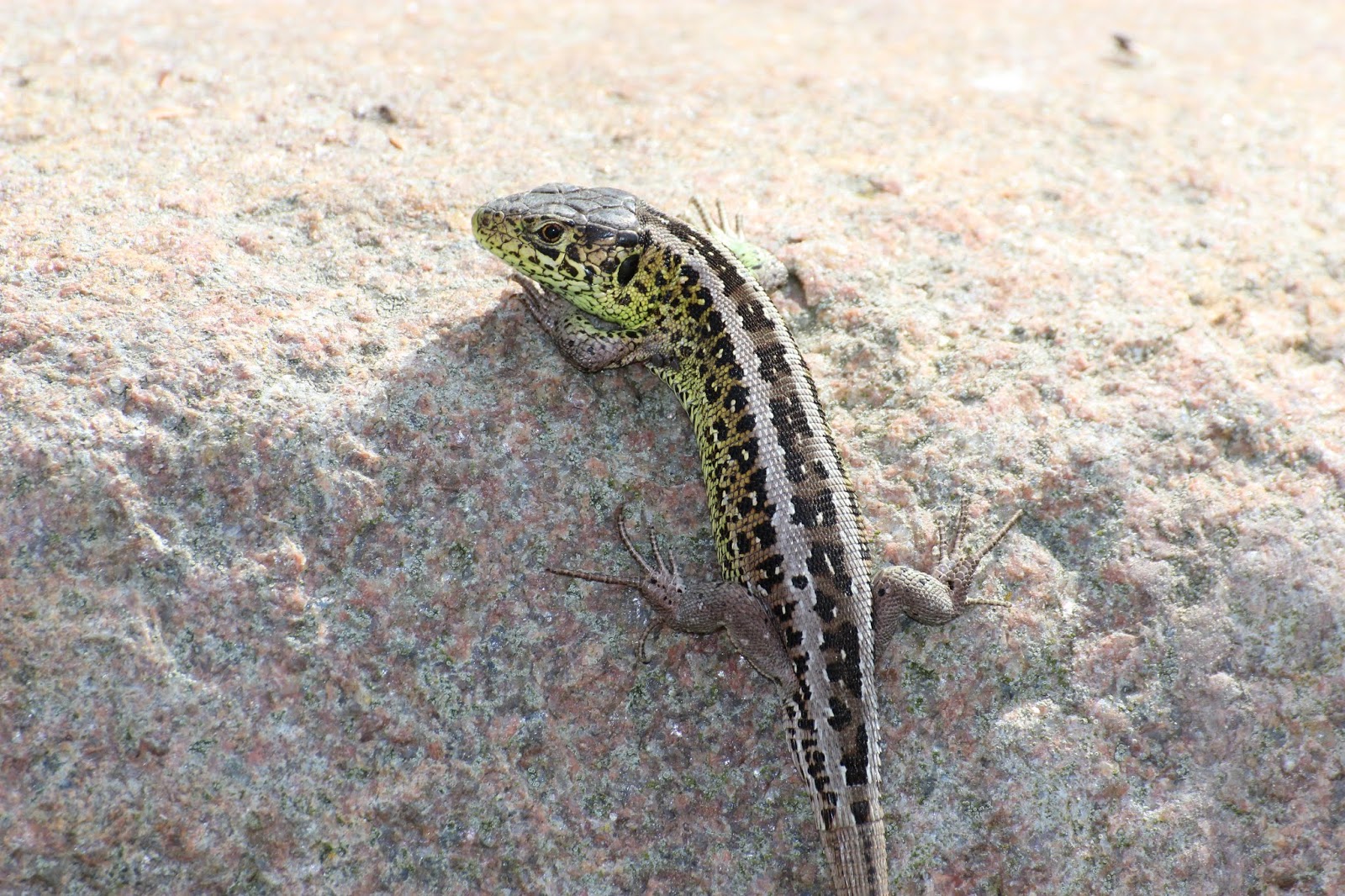 Amfibieën en Reptielen: . . Echte Hagedissen